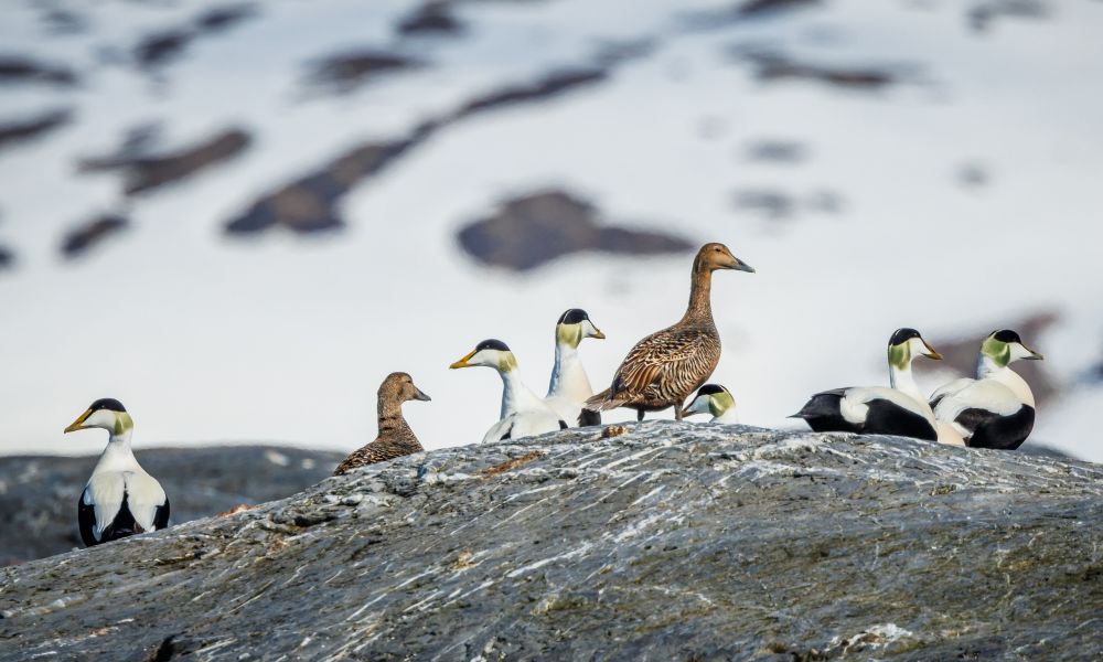 Common Eider Guide: Diet, Facts, Photos & More!
